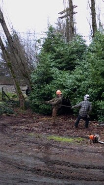 Eager Beaver Tree Service Inc in Greater Skagit Valley, WA